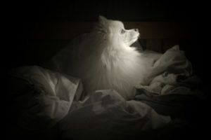 Gabe the dog, a tribute to the legendary pupper – Accidental Factory