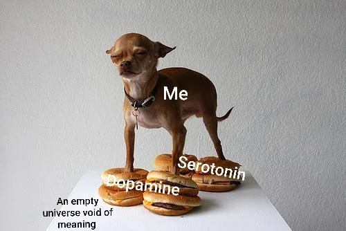 Serotonin meme – Accidental Factory